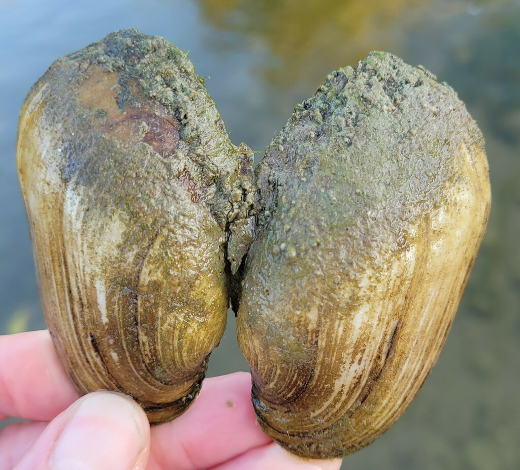 Fatmucket in September 2022 by Brenda Van Ryswyk · iNaturalist