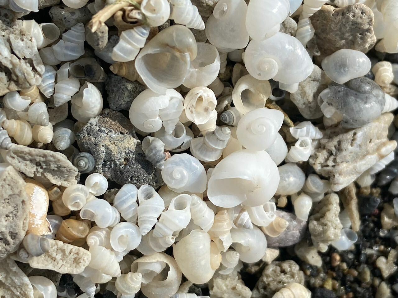 Pyrgulopsis Call & Pilsbry, 1886