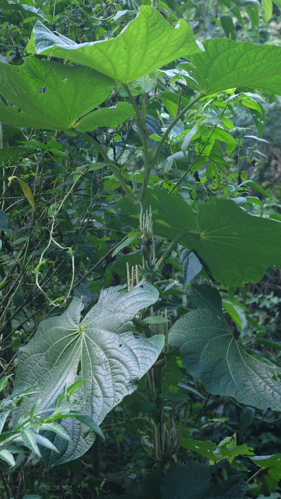 Piper umbellatum L.