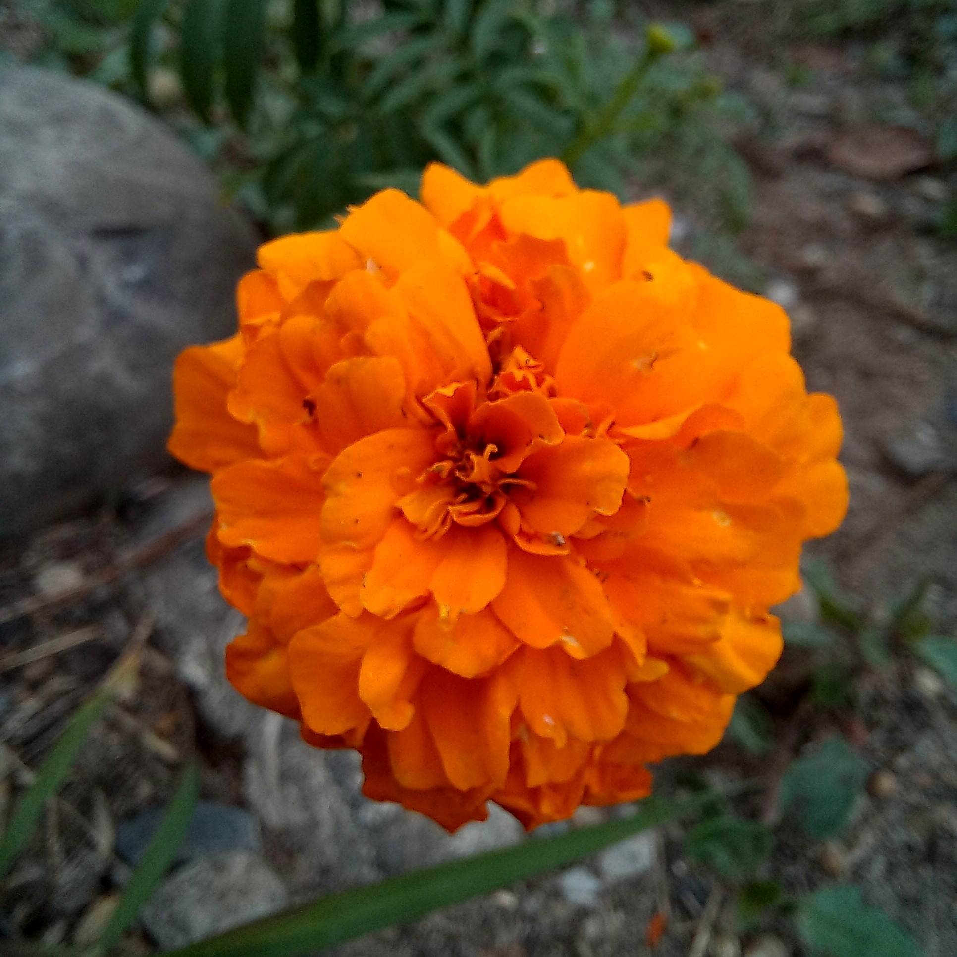 Tagetes erecta L.