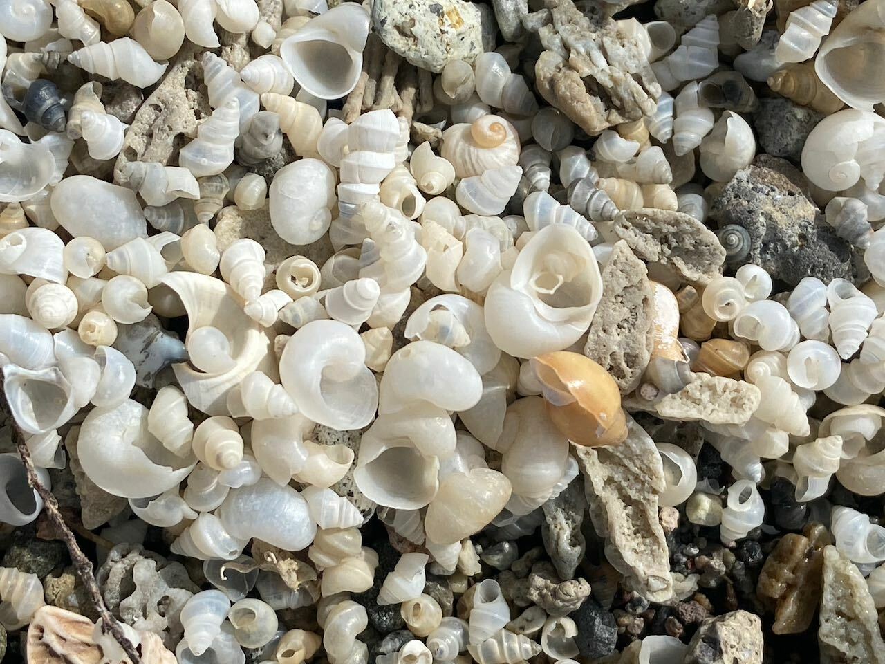 Pyrgulopsis Call & Pilsbry, 1886