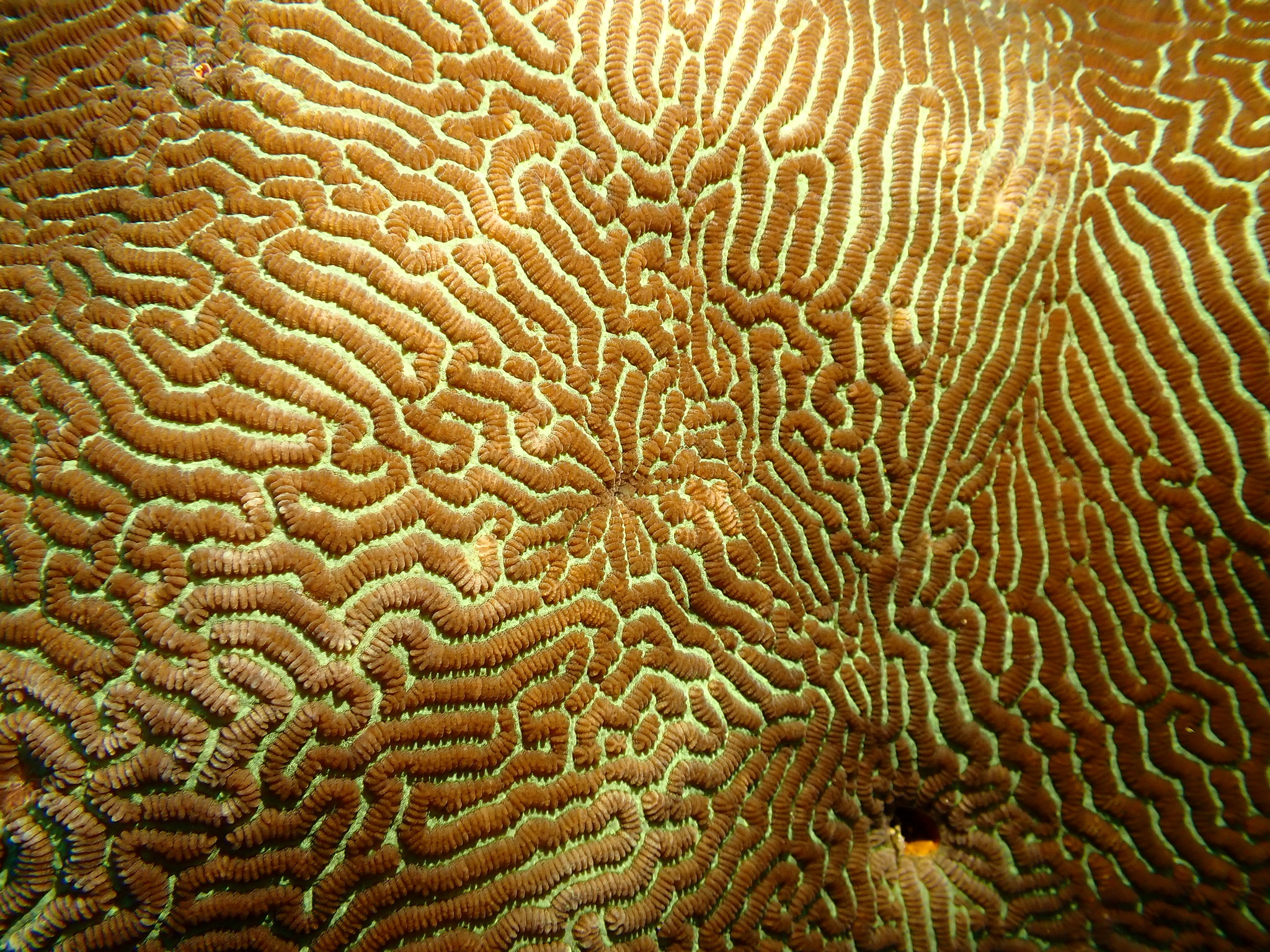 Leptoria phrygia (Ellis & Solander, 1786)