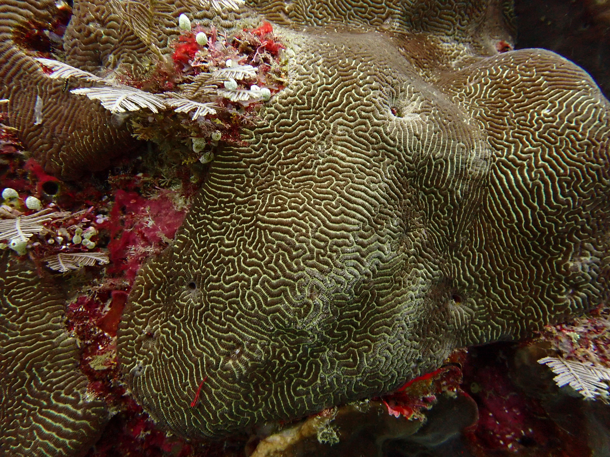 Leptoria phrygia (Ellis & Solander, 1786)