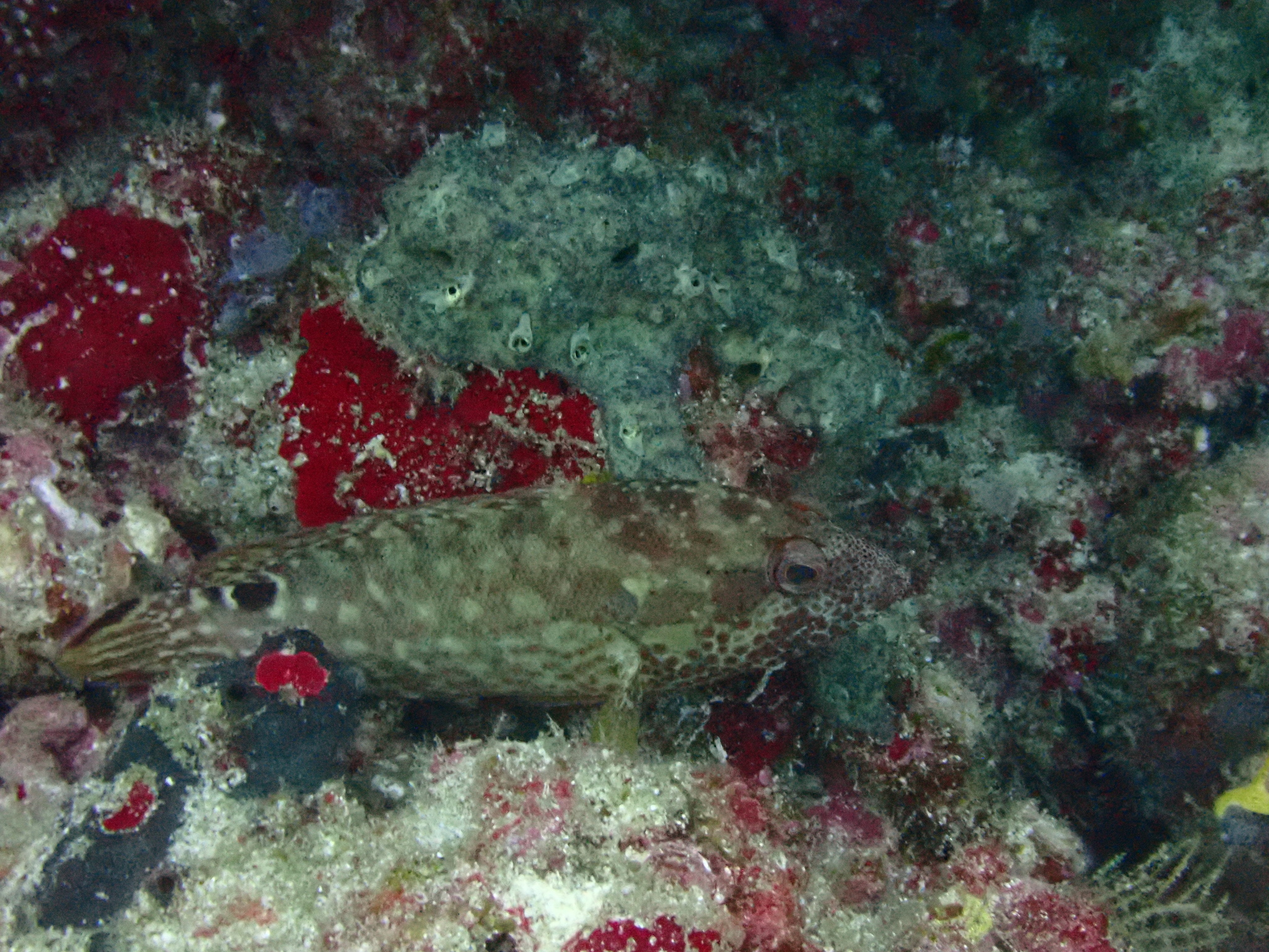 Cephalopholis leopardus (Lacepède, 1801)