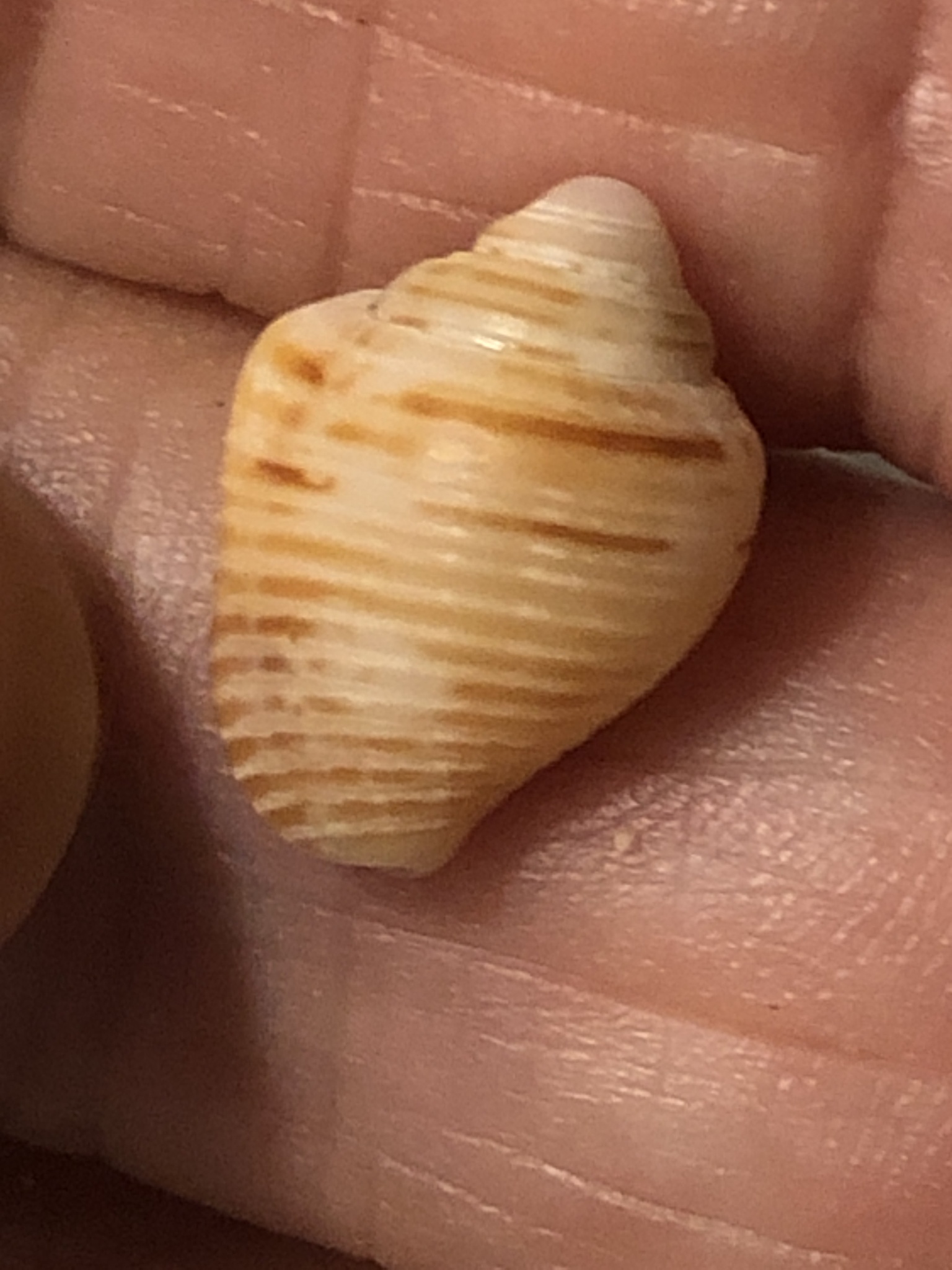 Columbella mercatoria (Linnaeus, 1758)