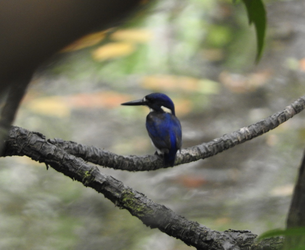 Little Kingfisher from Daintree National Park, Cape Tribulation, QLD ...