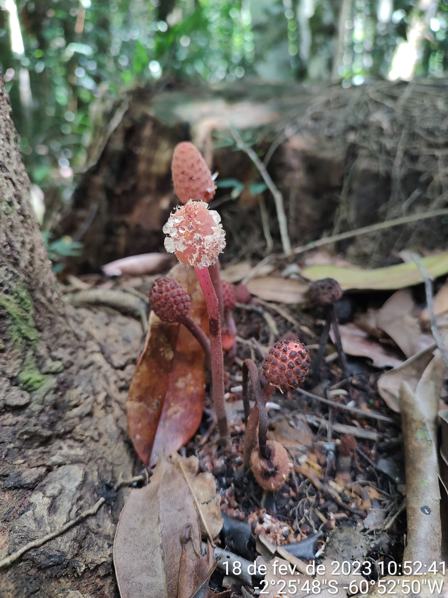Helosis cayennensis (Sw.) Spreng.