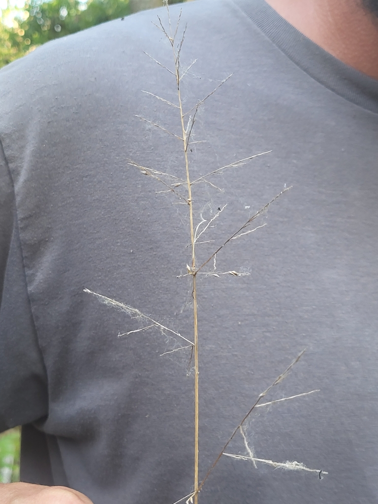 switchgrass from Palm Beach County, US-FL, US on March 13, 2023 at 09: ...