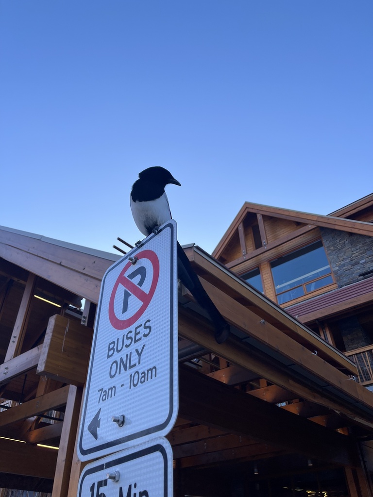Black-billed Magpie from Banff, Alberta on March 15, 2023 by ...