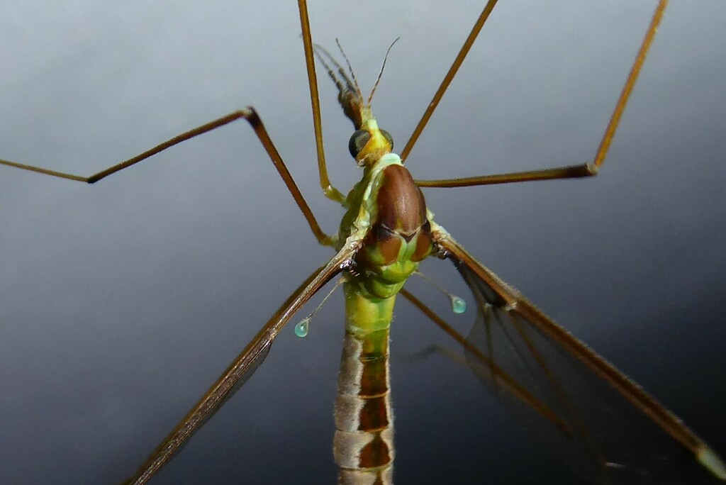 Leptotarsus albistigma from Waikouaiti, New Zealand on February 27 ...