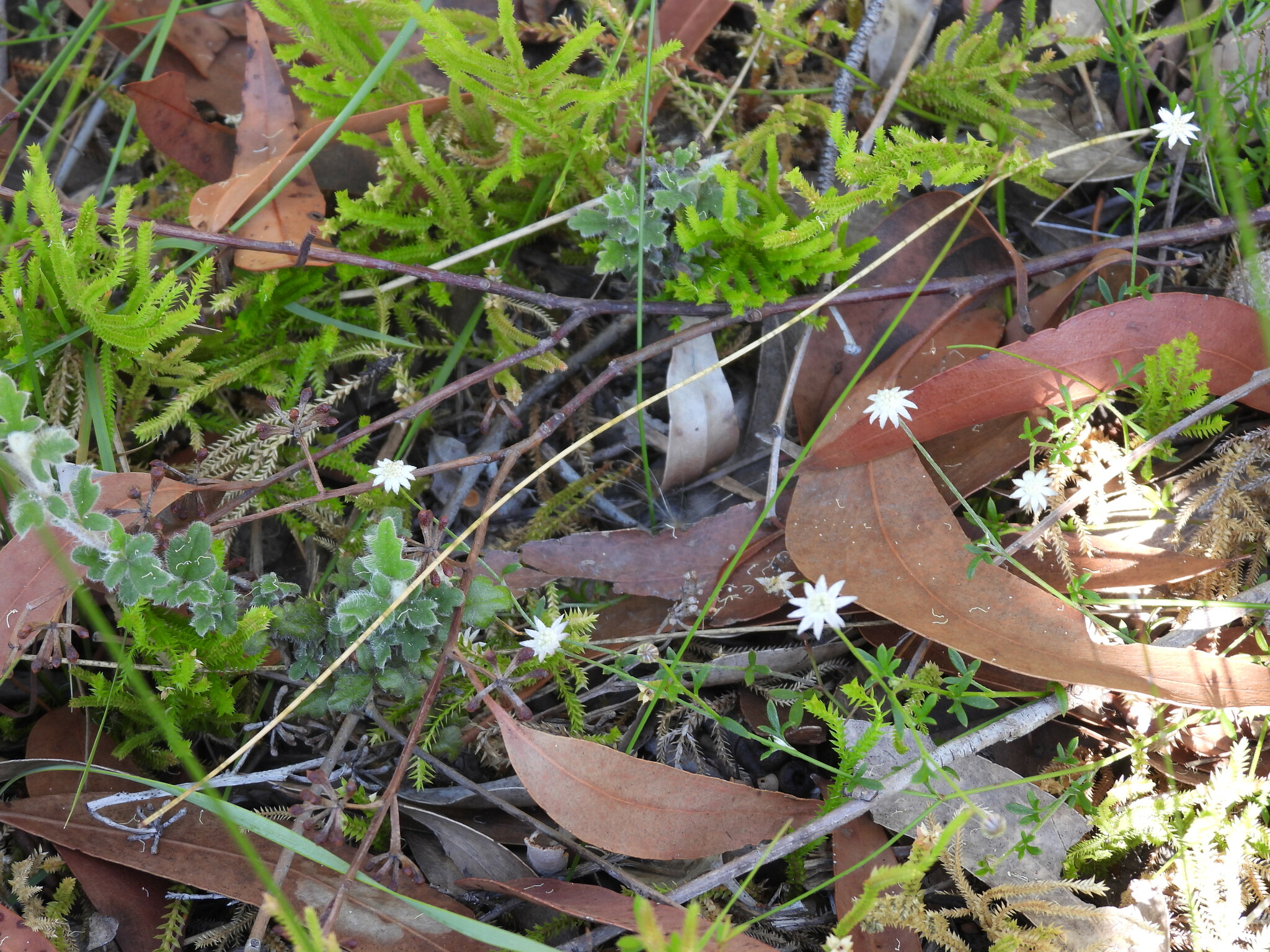 Actinotus minor (Sm.) DC.