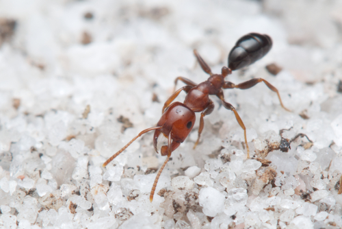 Melophorus pelecygnathus · iNaturalist United Kingdom