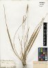 roughleaf ricegrass (Grasses of Montana (Poaceae Family)) · iNaturalist