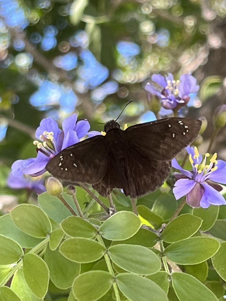 Florida Duskywing from Magistrates Court, Old Airport Rd, Key Town ...