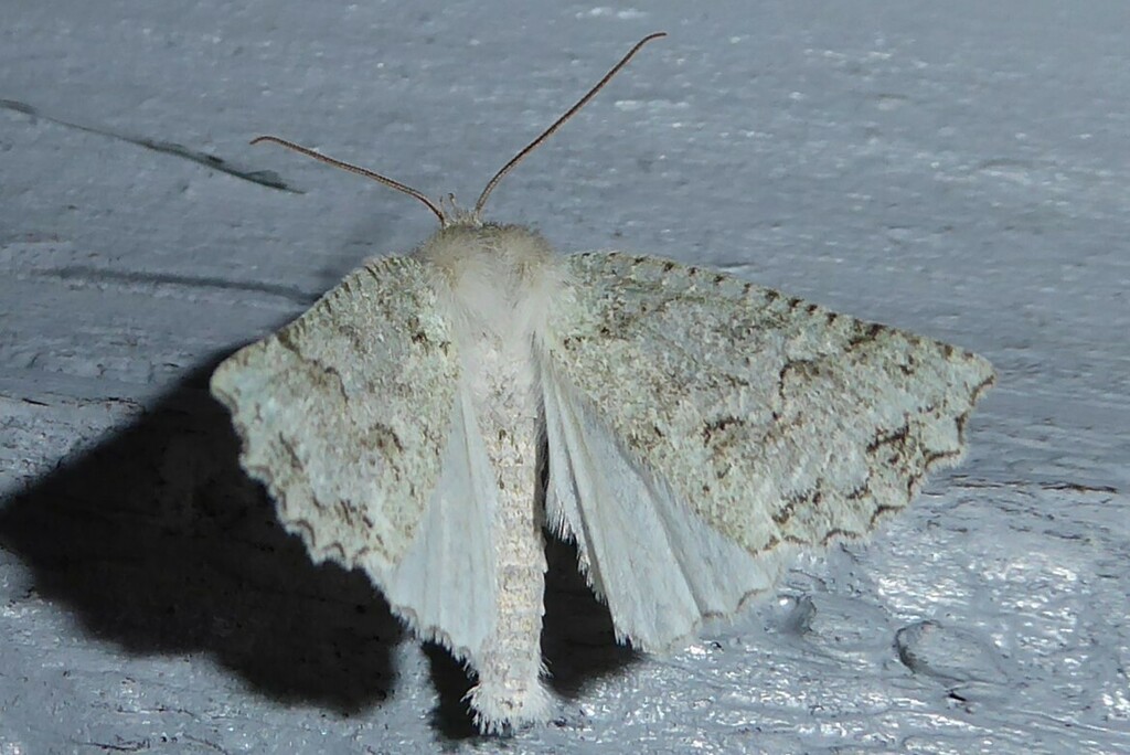 Declana niveata from Waikouaiti, New Zealand on February 27, 2023 at 10 ...