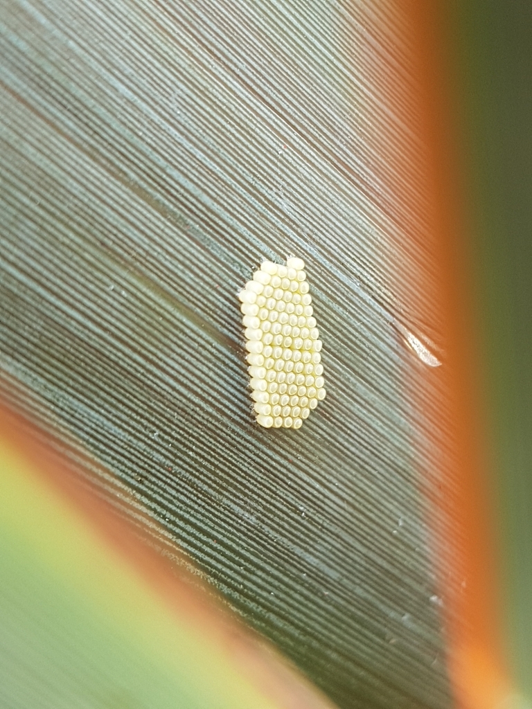 Southern Green Stink Bug from Flagstaff, Hamilton, New Zealand on March ...
