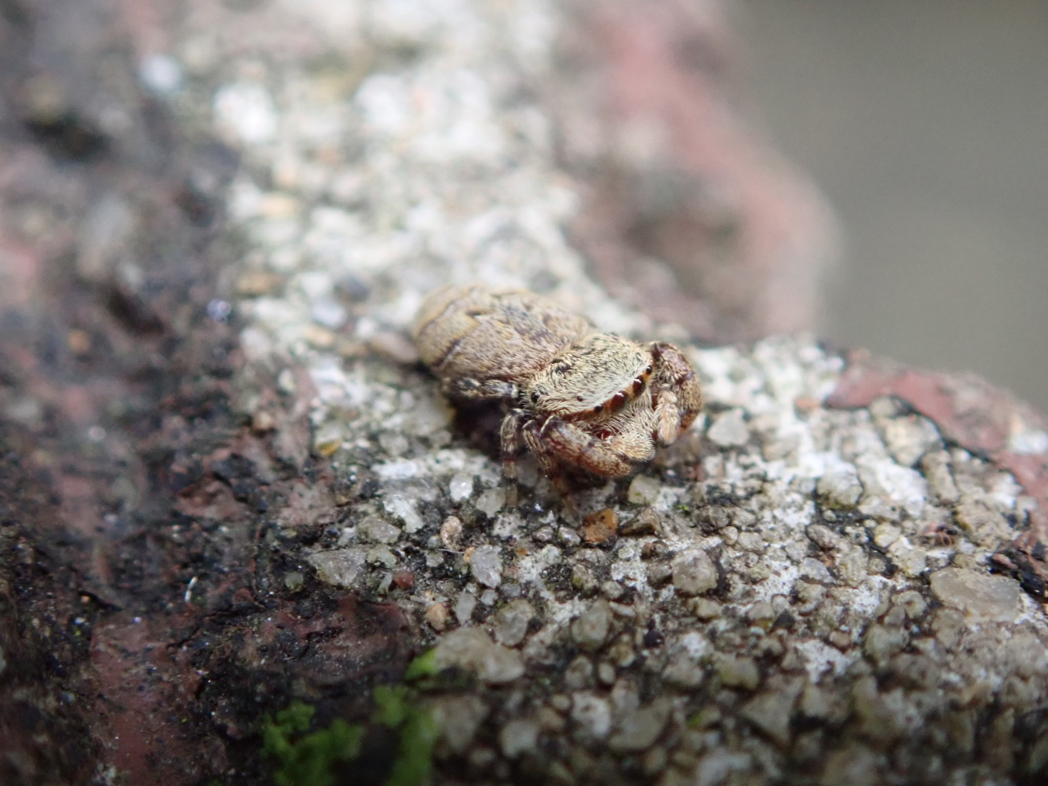 Rhene flavicomans Simon, 1902
