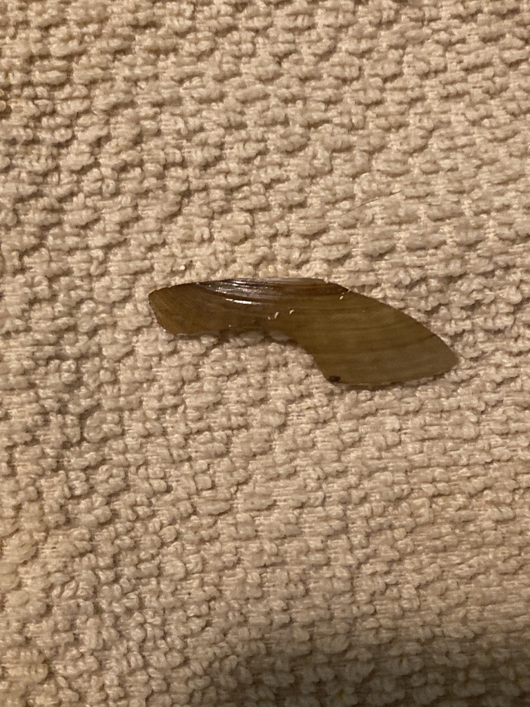 Fragile Papershell from Pacific, MO, US on March 17, 2023 at 05:18 PM ...