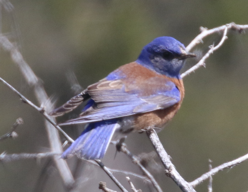 Western Bluebird (Chestnut-backed) from Yavapai County, AZ, USA on ...