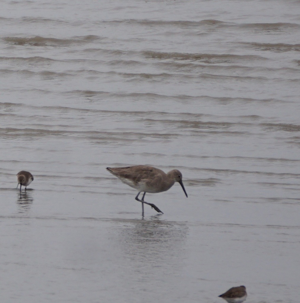 Willet from Richmond, CA, USA on March 18, 2023 at 02:06 PM by neil ...