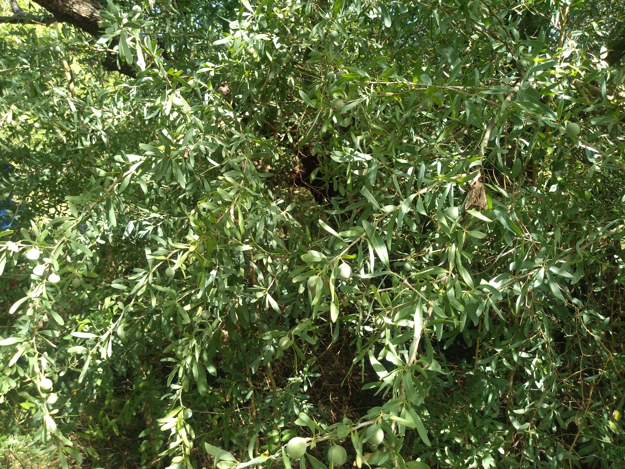 Acanthosyris (Eichl.) Griseb.