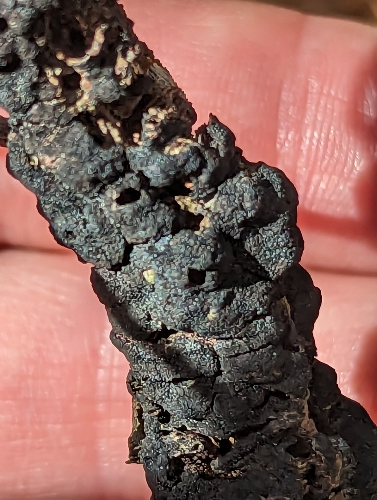 black knot from Atlantic, New Jersey, United States on March 18, 2023 ...