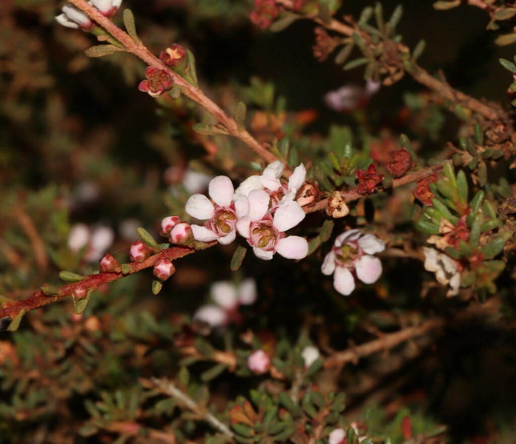 Astartea aspera aspera from Wellstead WA 6328, Australia on March 12 ...