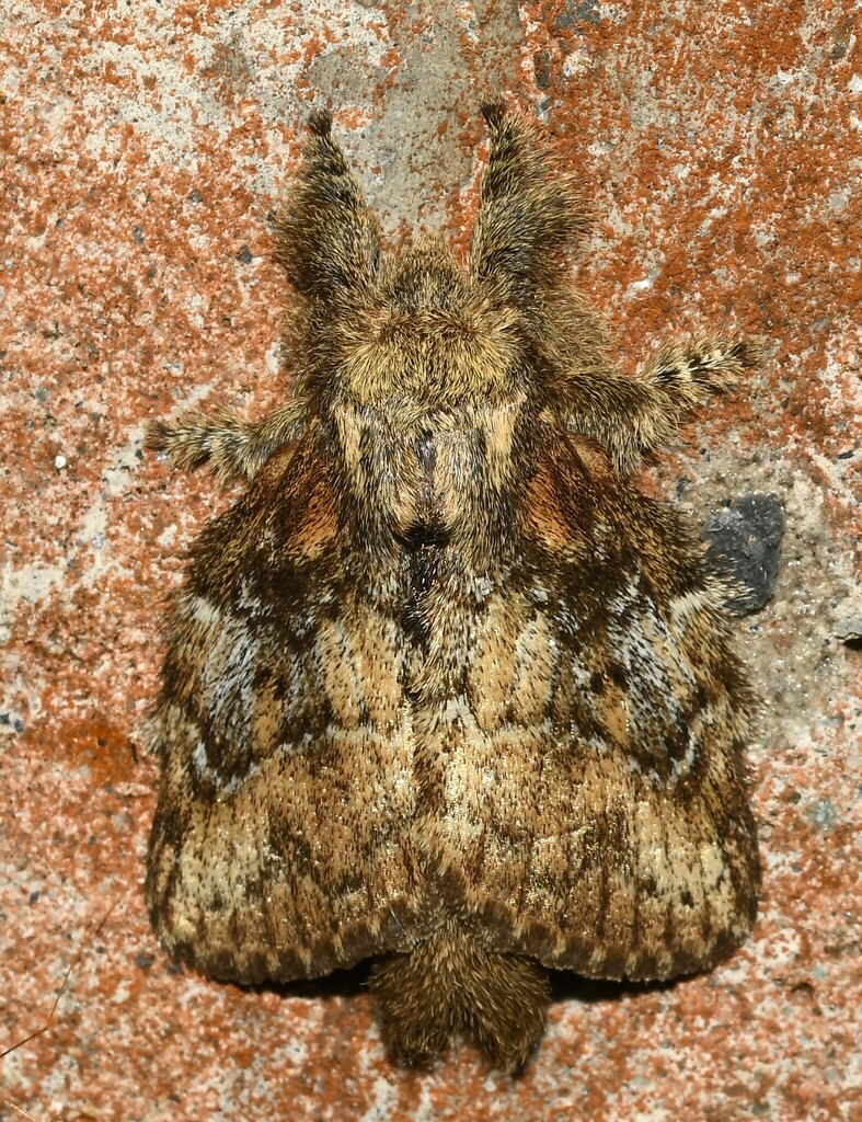 Euglyphis from Cabañas San Isidro, Cosanga Napo, Cosanga 150751 ...