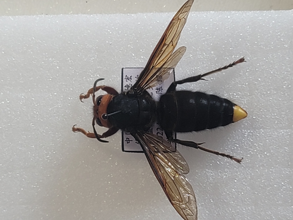 Vespa fumida from 德宏傣族景颇族自治州 on March 3, 2022 by jim-eisen · iNaturalist