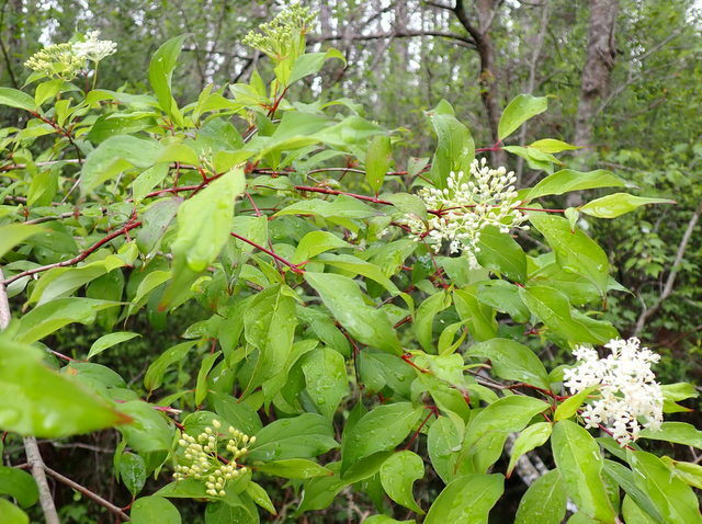 Cornus foemina Mill.