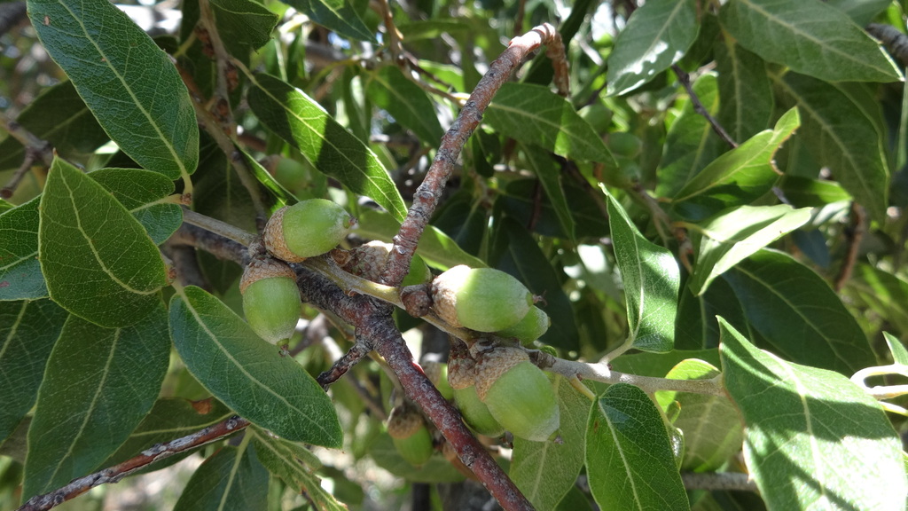 Quercus eduardii from Durango, Dgo., México on July 12, 2015 at 11:59 ...
