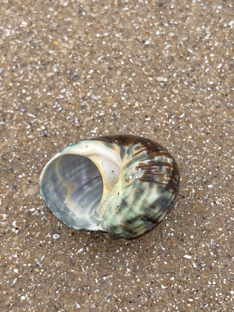 Common Warrener from Nepean Highway, Frankston, VIC, AU on March 19 ...