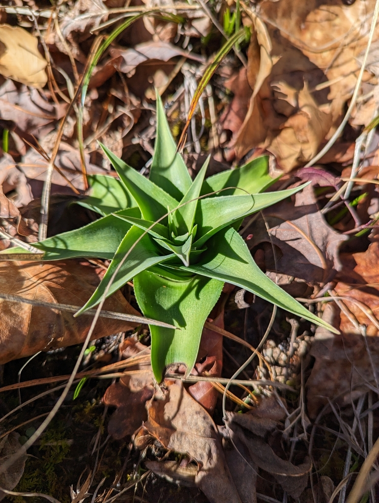 Eastern False Aloe from Toccoa, GA 30577, USA on March 18, 2023 at 11: ...