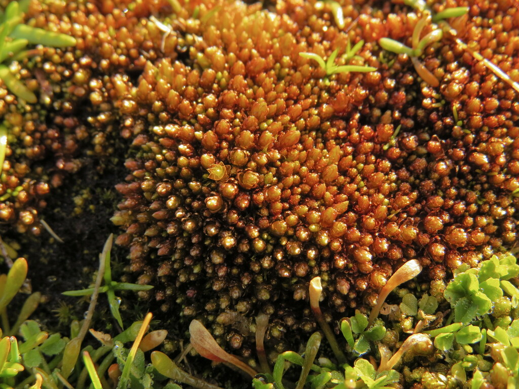 Glossy Red Bryum Moss from Oak Bay, BC, Canada on March 18, 2023 at 08: ...