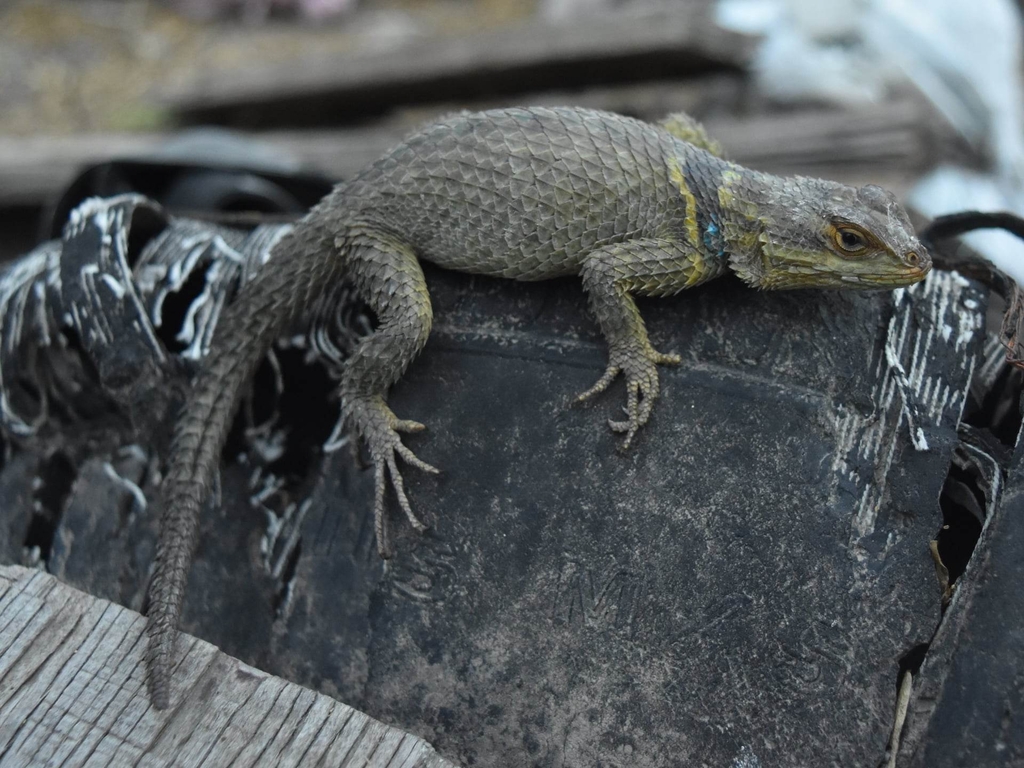 Blue Spiny Lizard in March 2023 by Chris Bentley. Flipped · iNaturalist
