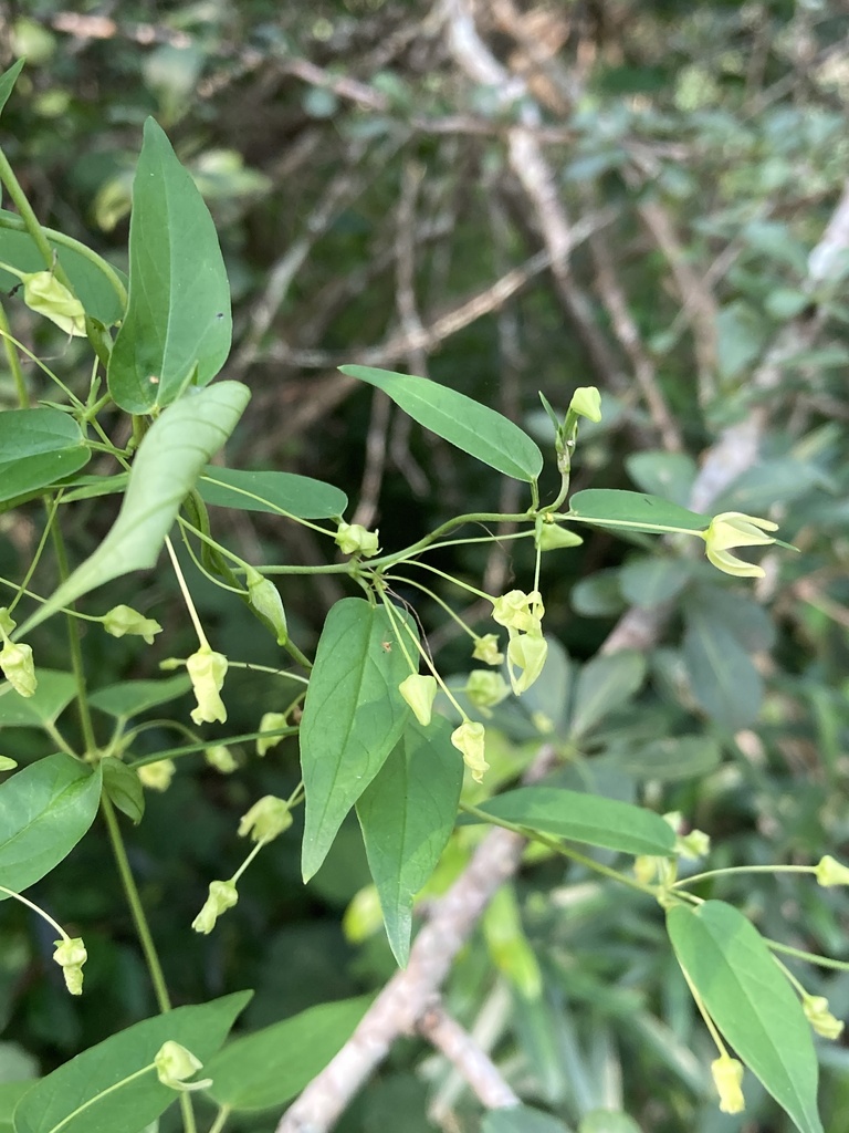Cryptolepis capensis from Zululand, ZA-NL, ZA on March 18, 2023 at 03: ...
