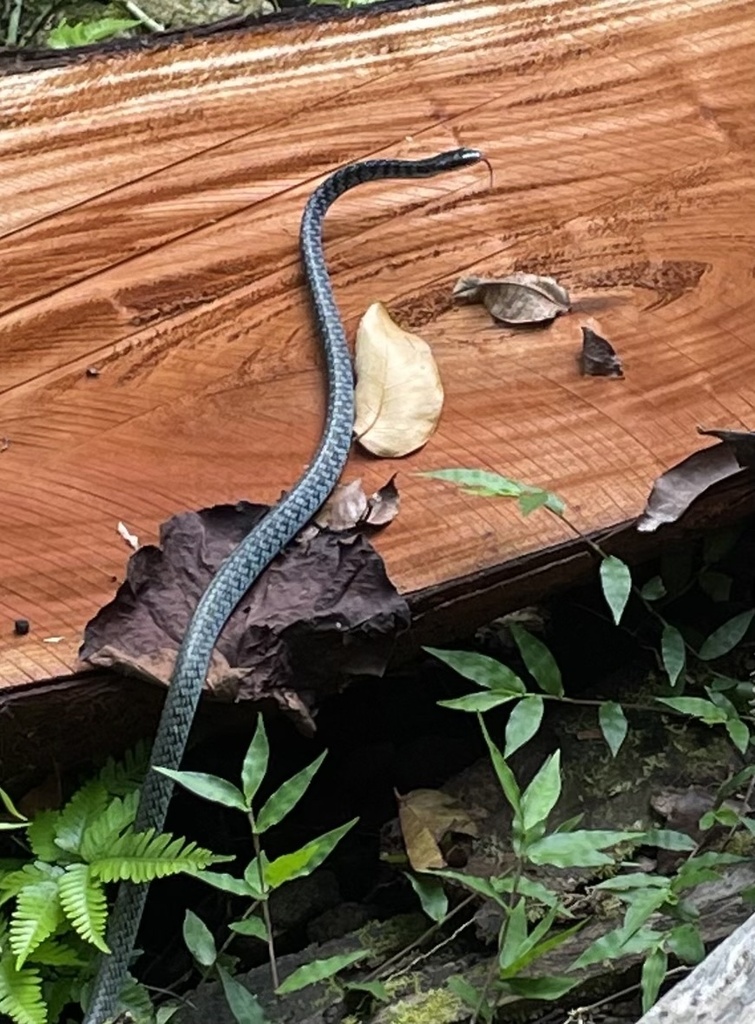 Palau Tree Snake from Babeldaob, Melekeok, Palau, PW on March 12, 2023 ...