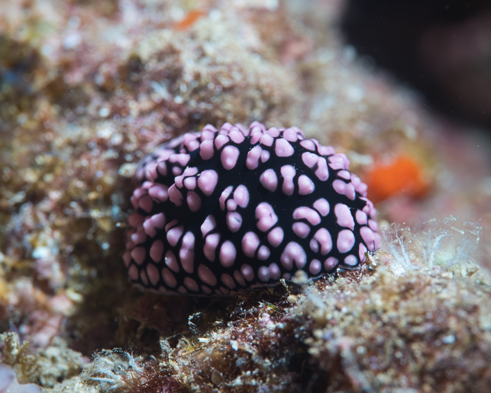Phyllidiella pustulosa (Cuvier, 1804)