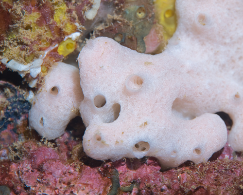 Leucetta pyriformis · iNaturalist