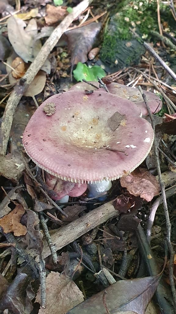 Purple Swamp Brittlegill from Cashmere, Christchurch, New Zealand on ...