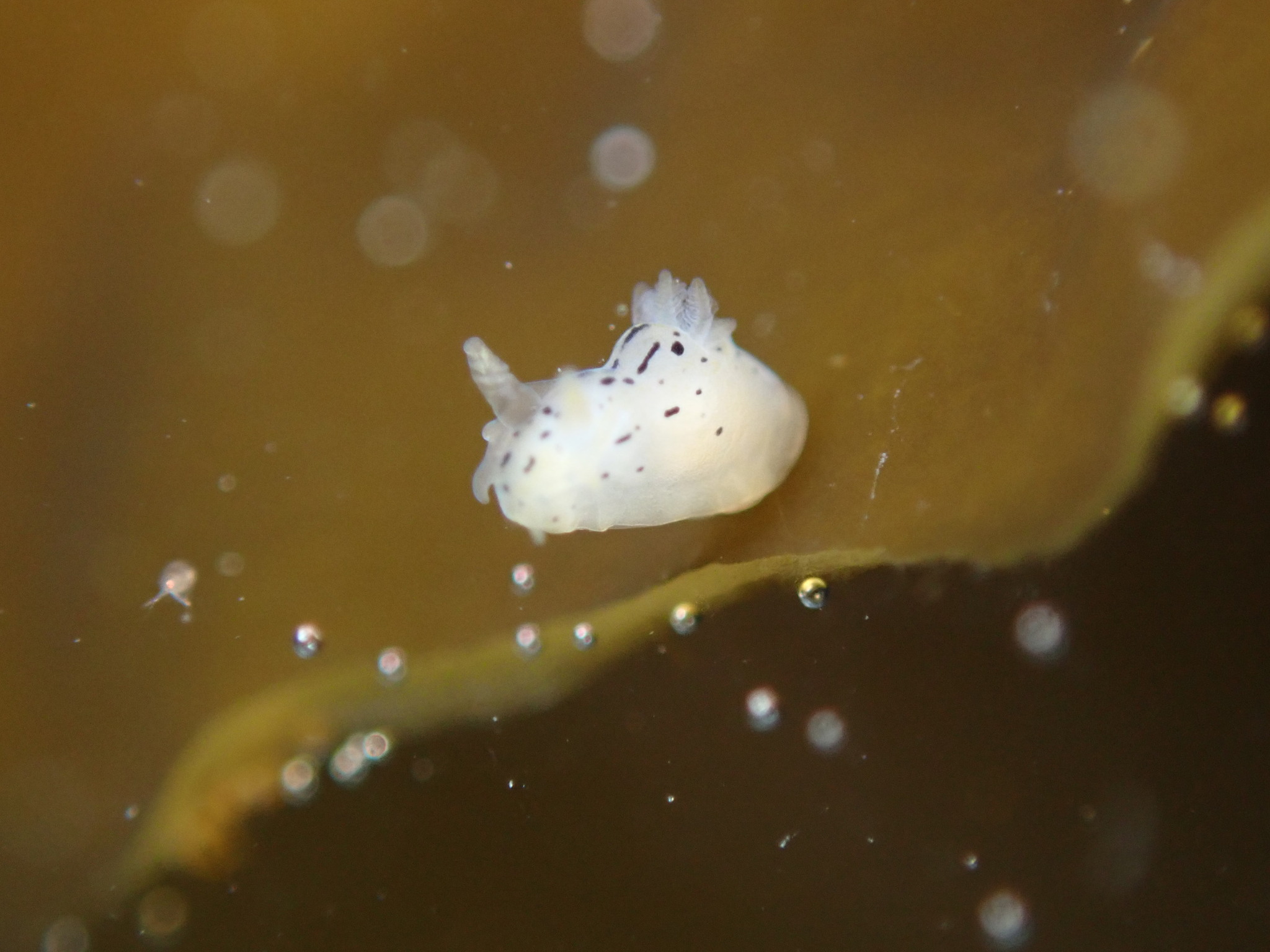 Polycera atra MacFarland, 1905