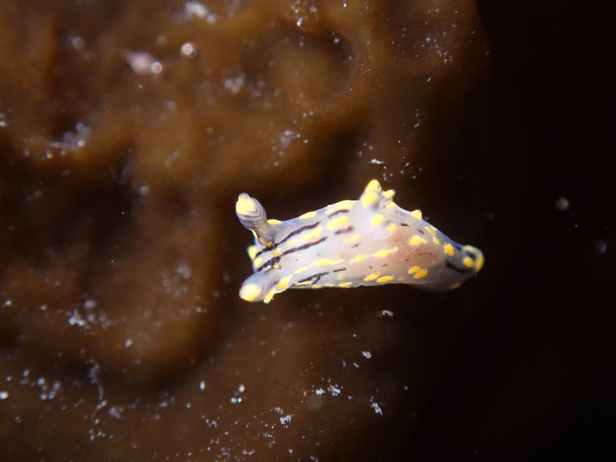 Polycera atra MacFarland, 1905