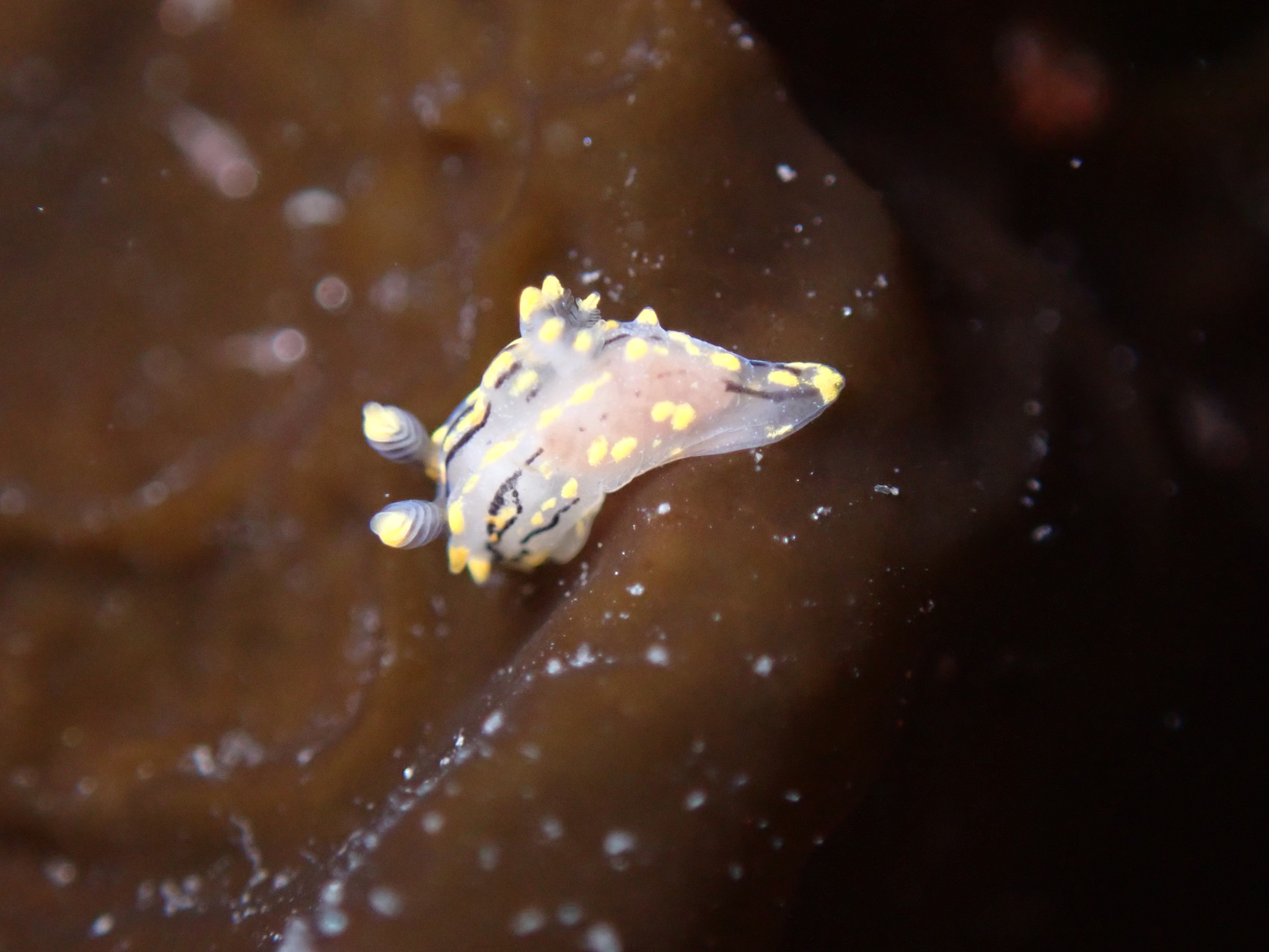 Polycera atra MacFarland, 1905