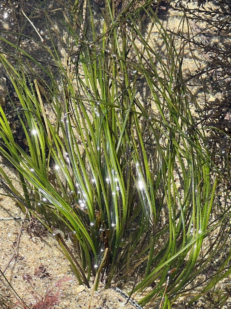Torrey's Surfgrass from Newport Bay, Newport Beach, CA, US on March 18 ...