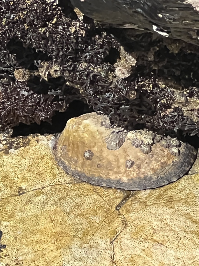 Owl Limpet from Newport Beach Marine Life Refuge, Newport Beach, CA, US ...