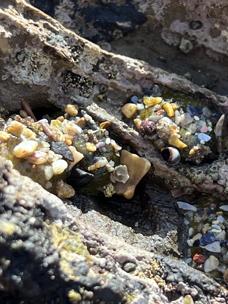 Aggregating Anemone from Newport Bay, Newport Beach, CA, US on March 18 ...