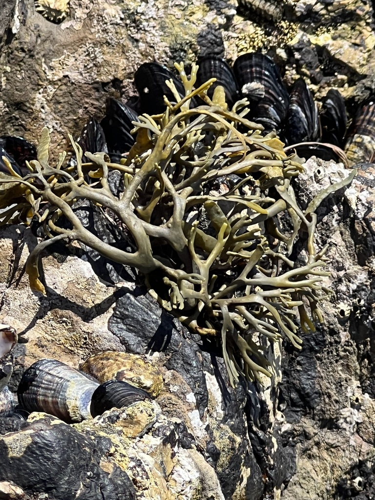 golden rockweed from Newport Bay, Newport Beach, CA, US on March 18 ...