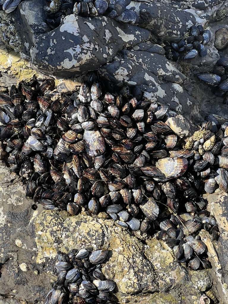 California Mussel from Newport Beach Marine Life Refuge, Newport Beach ...