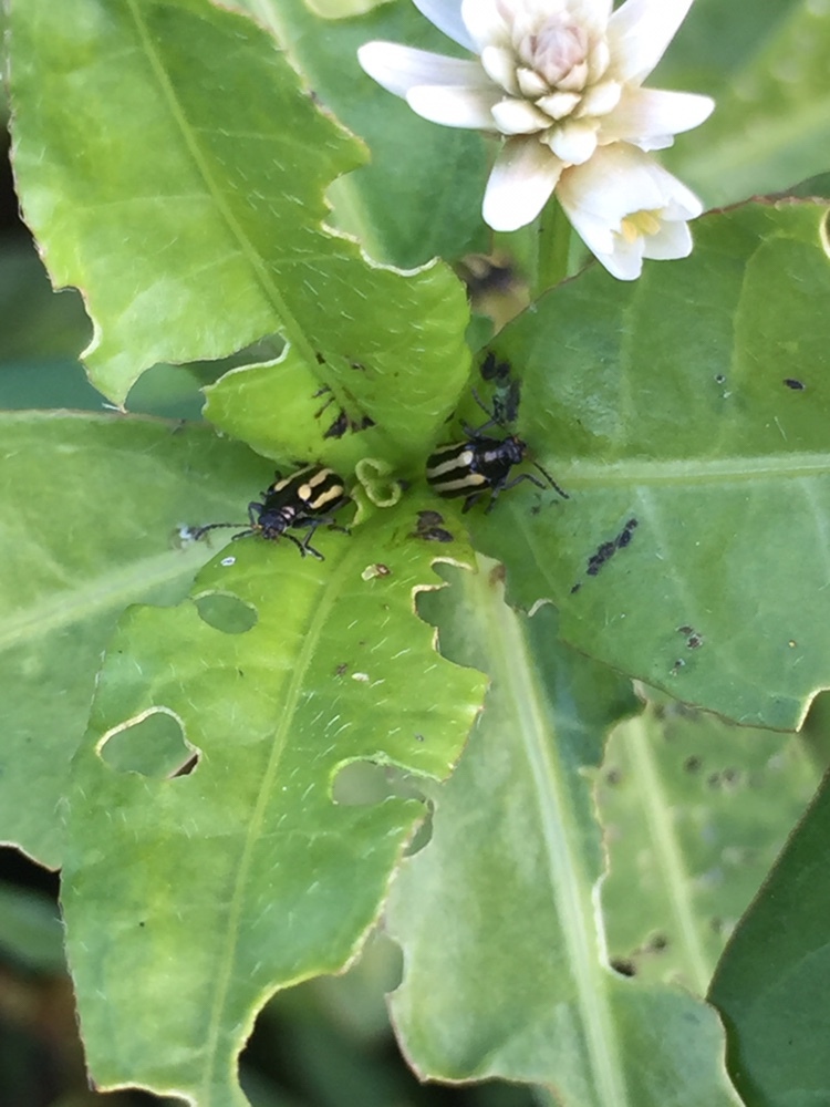 Agasicles hygrophila Selman & Vogt, 1971