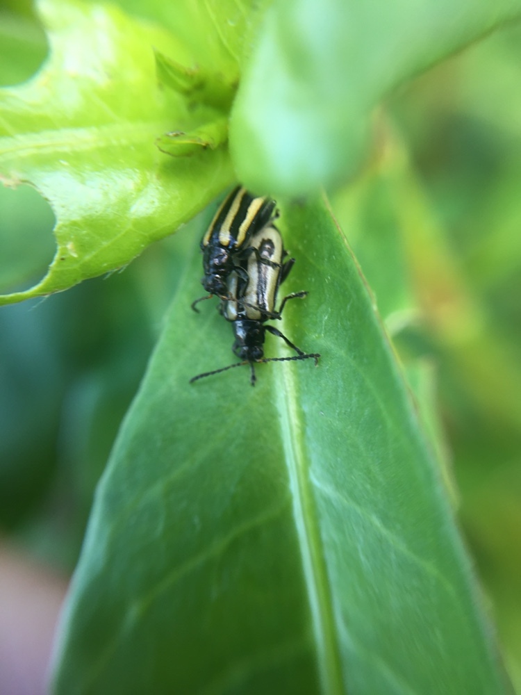 Agasicles Jacoby, 1904